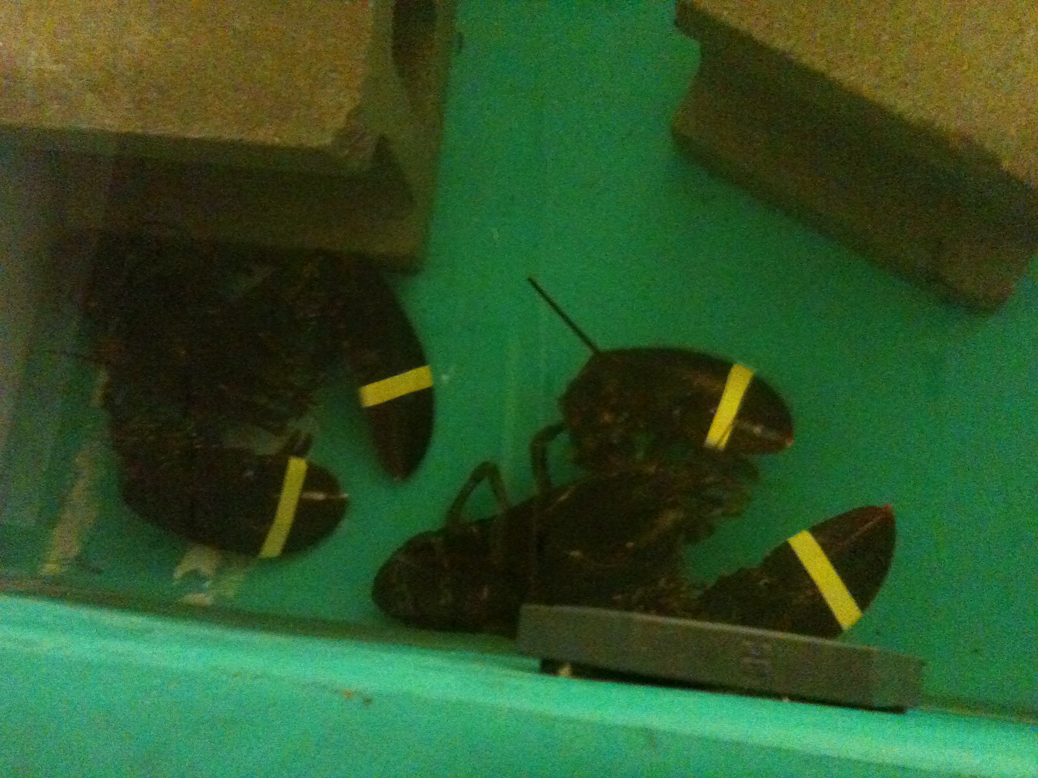 Robotic Lobsters at the Marine Science Center