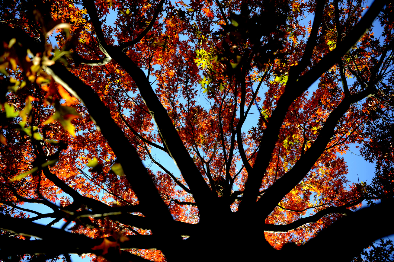 Campus in the fall - Northeastern Global News