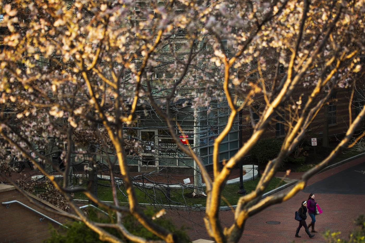 Through the trees - Northeastern Global News