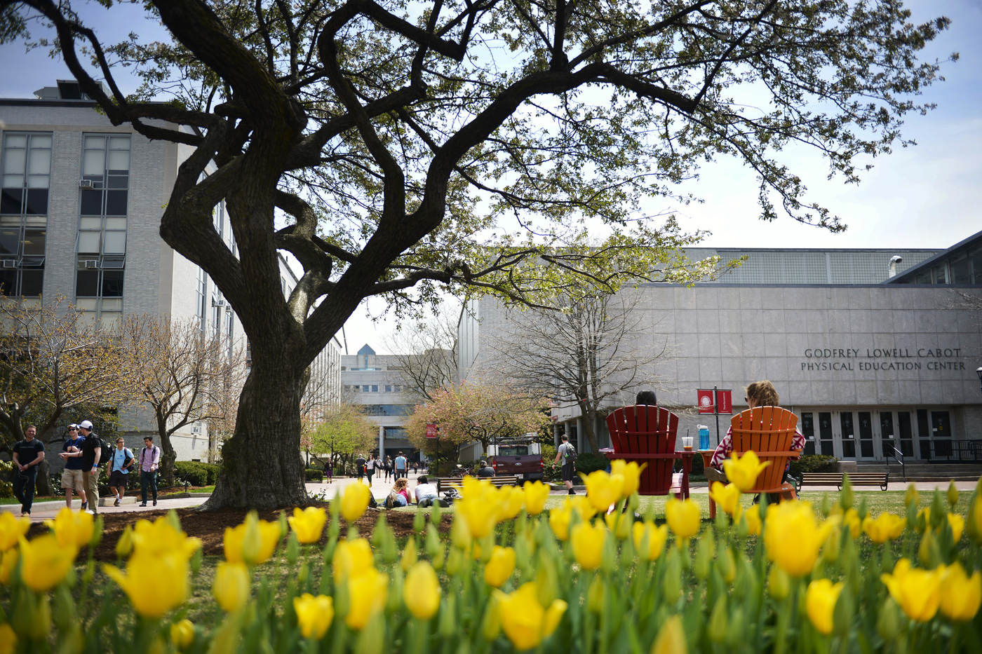 Flowers with a view - Northeastern Global News