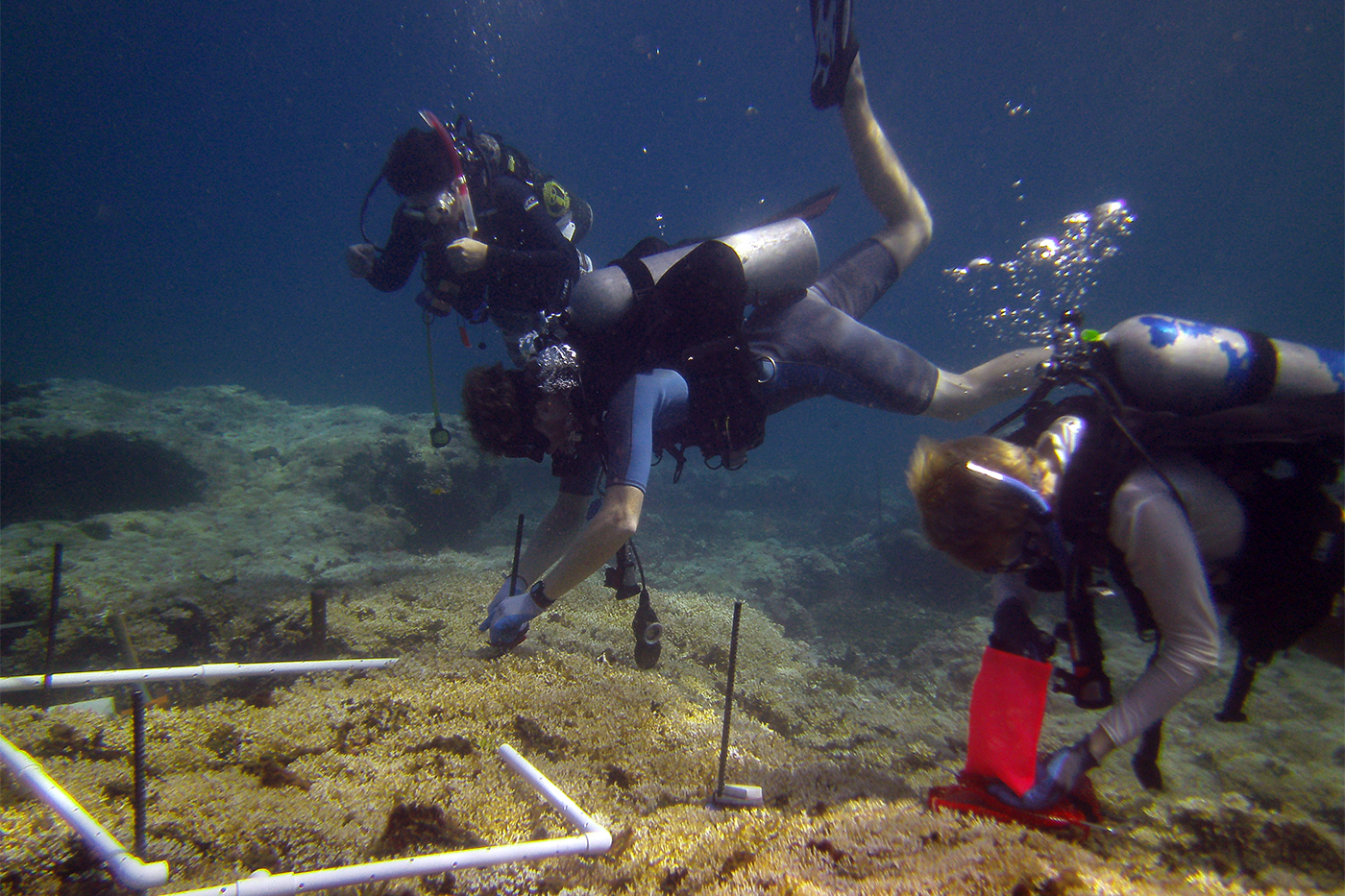 The ecstasy of working underwater - Northeastern Global News