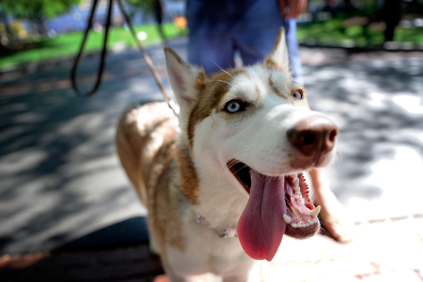 Husky spirit - Northeastern Global News