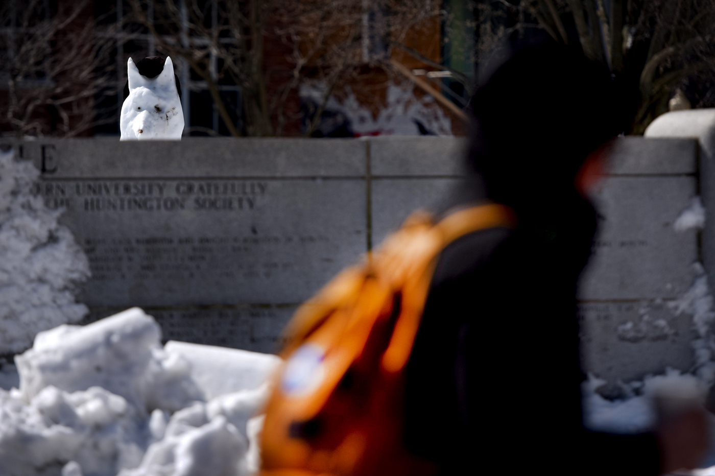 Snow dog - Northeastern Global News