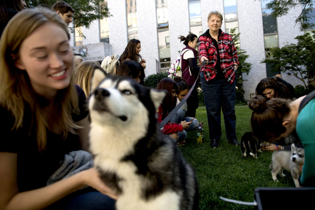 Meet the alumna who raises Northeastern’s King Husky mascot - News ...
