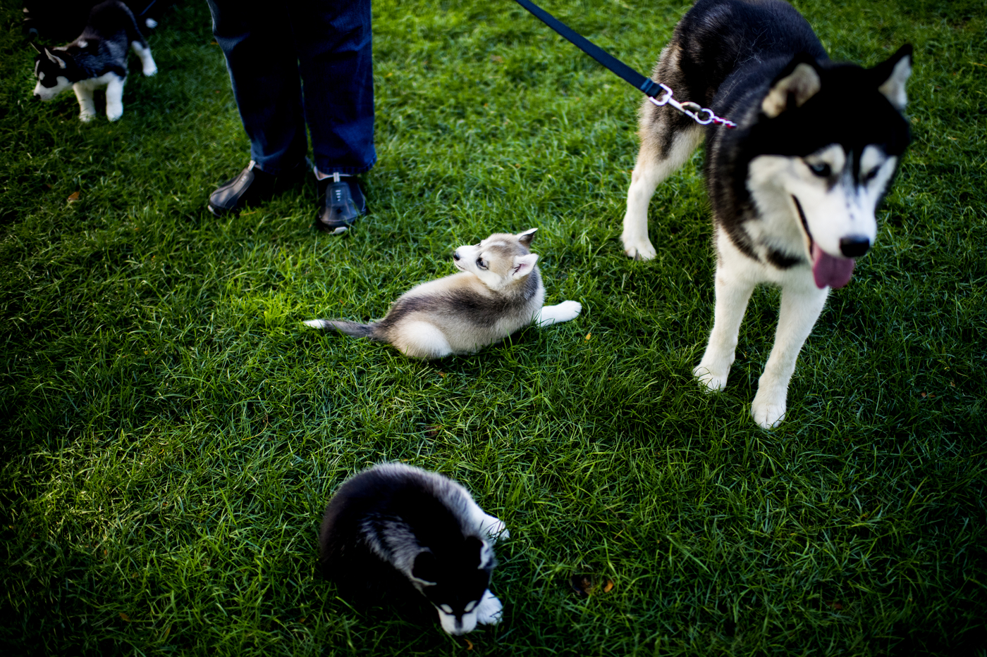 Meet the alumna who raises Northeastern’s King Husky mascot