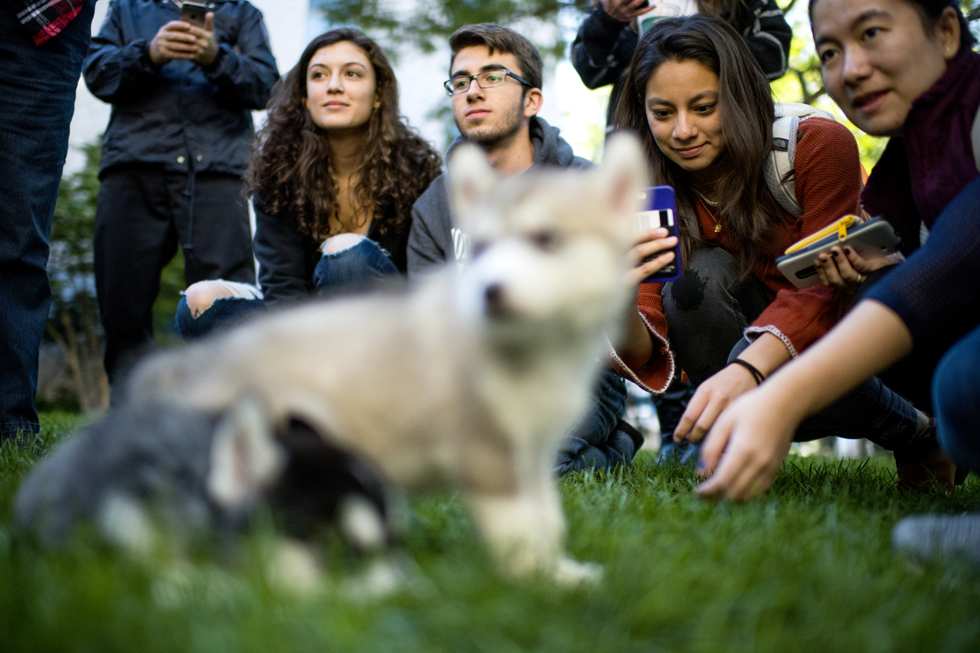 Meet the alumna who raises Northeastern’s King Husky mascot