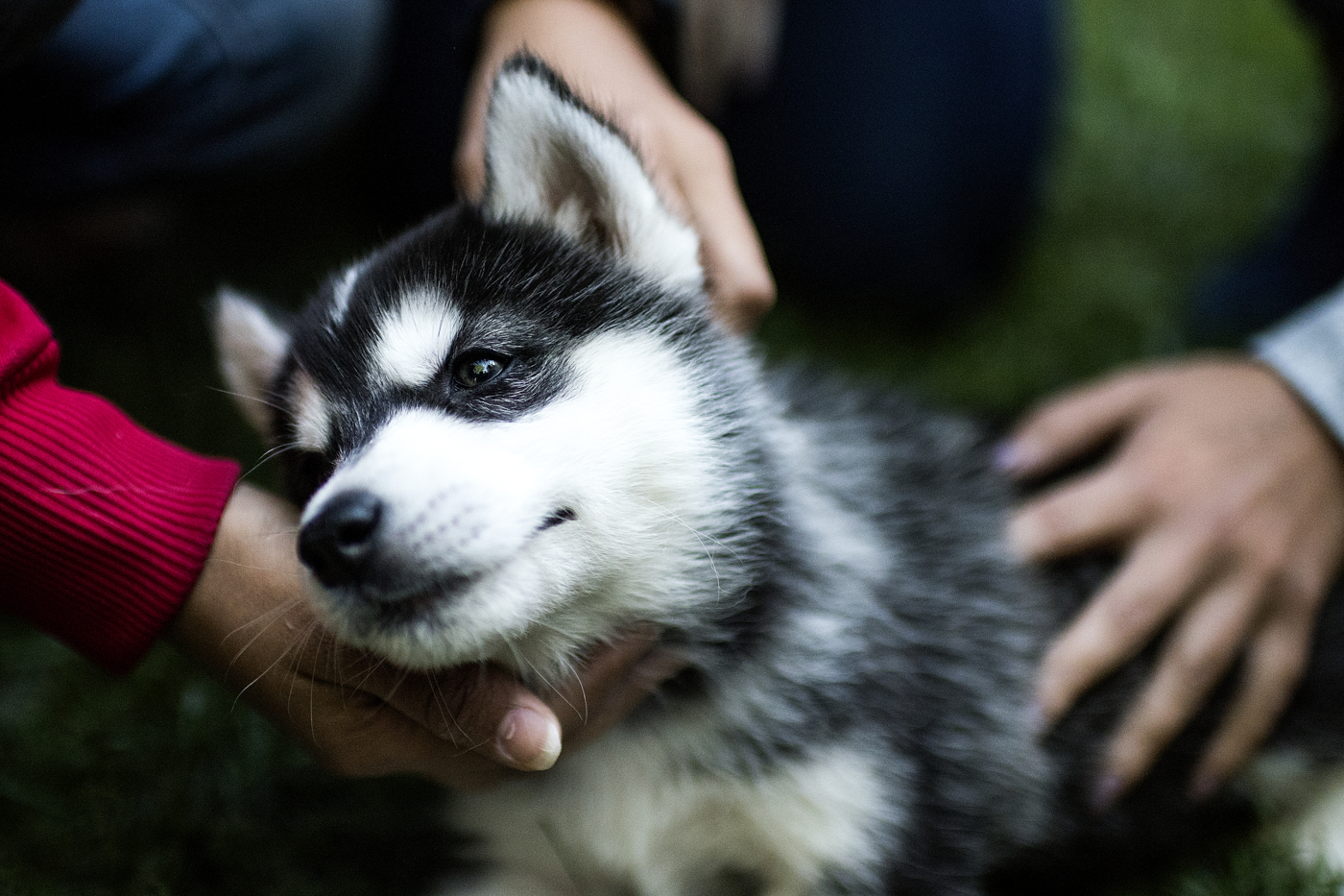 Meet the alumna who raises Northeastern’s King Husky mascot
