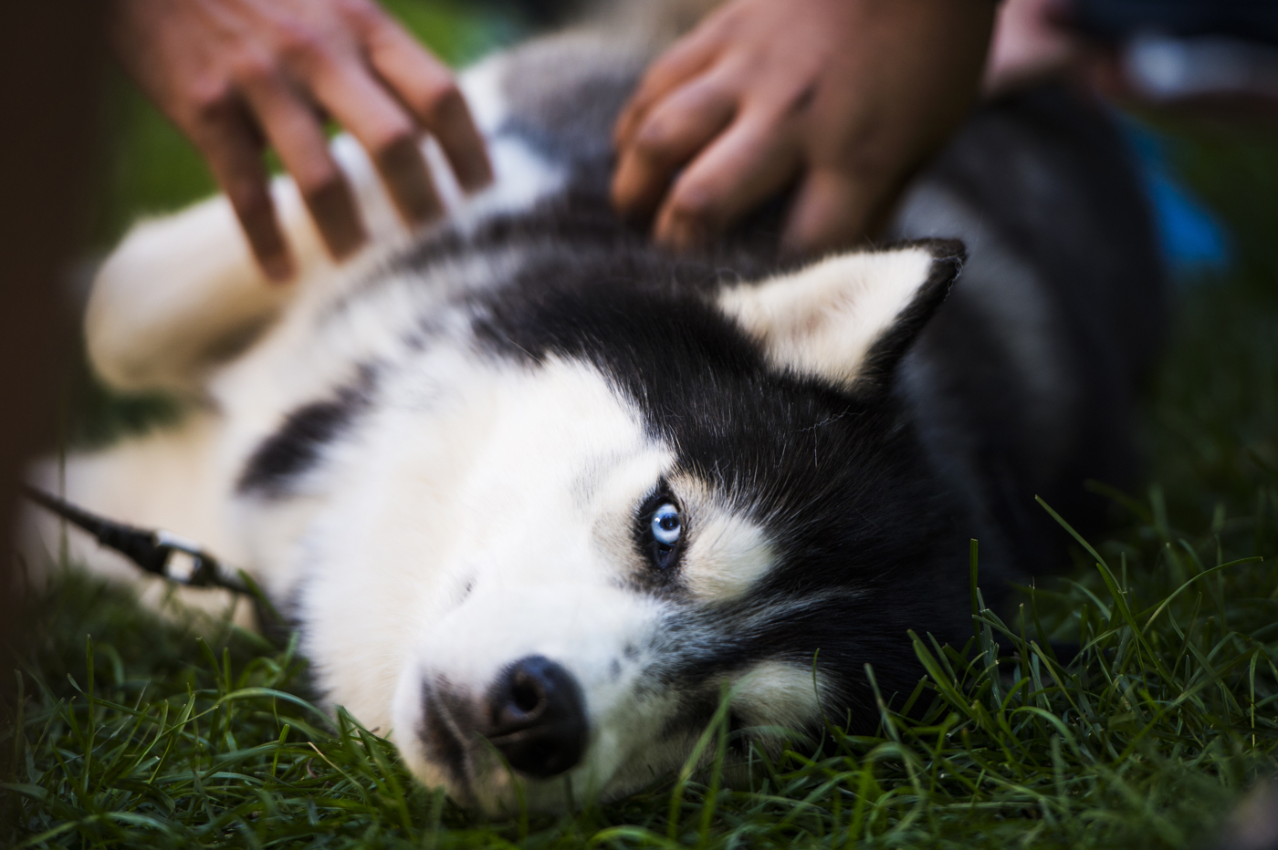 Meet the alumna who raises Northeastern’s King Husky mascot