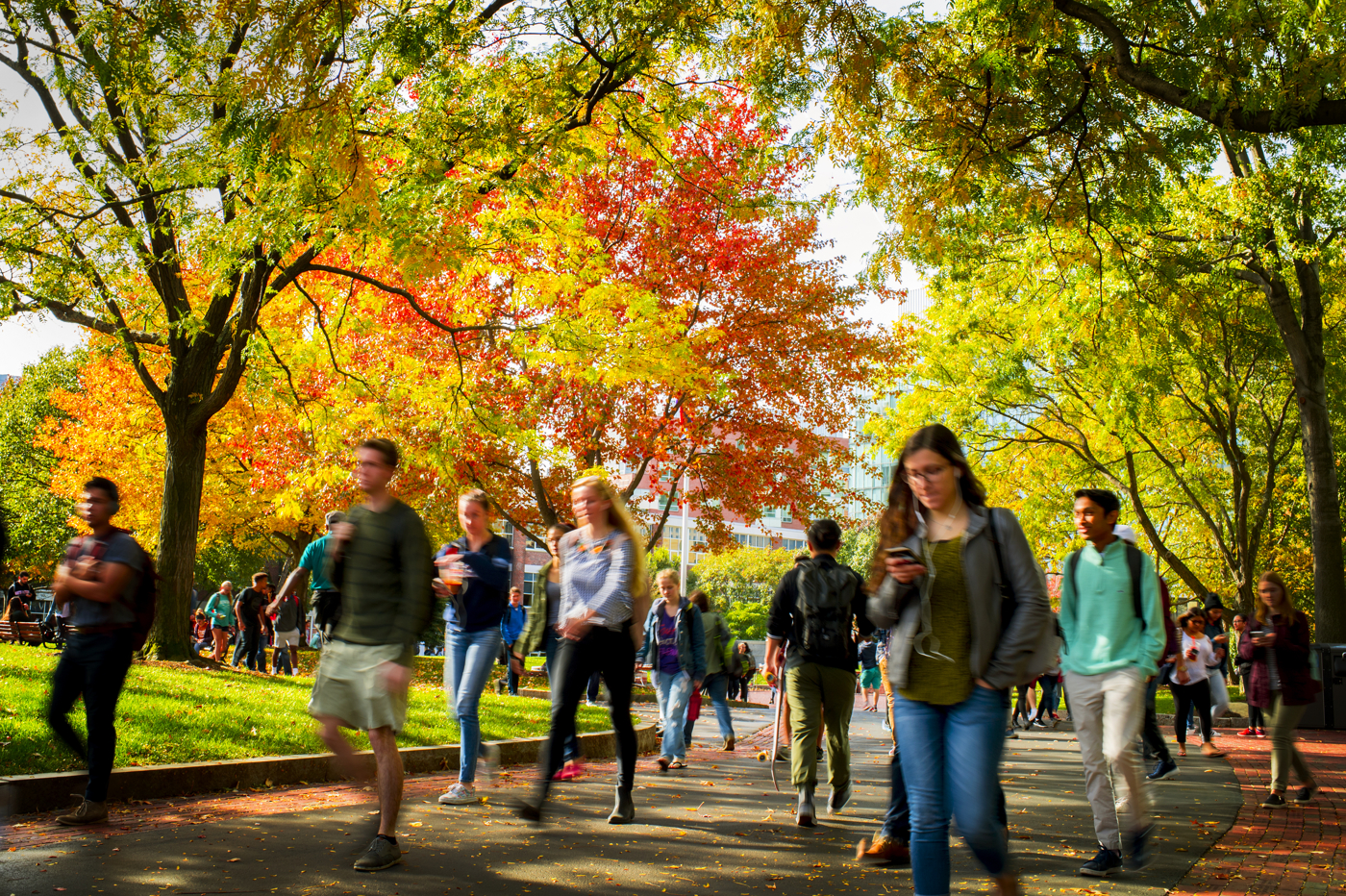 Fall(ing) canopy - Northeastern Global News