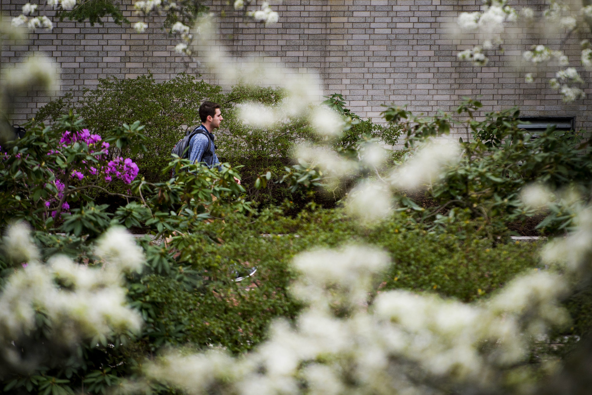 Flower walk - News @ Northeastern - News @ Northeastern