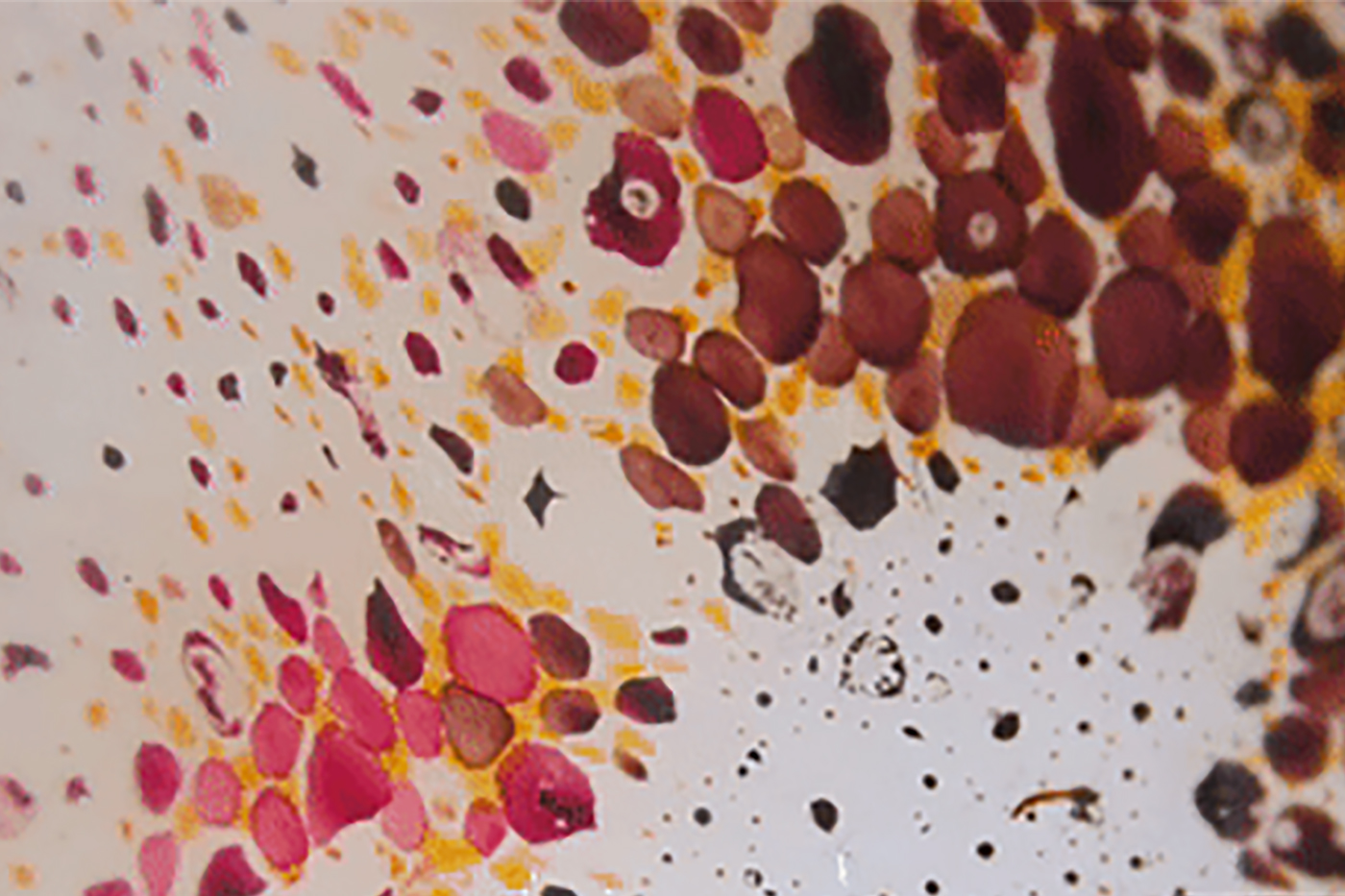 All You Need to Know About the Stealthiest Creatures in the Ocean