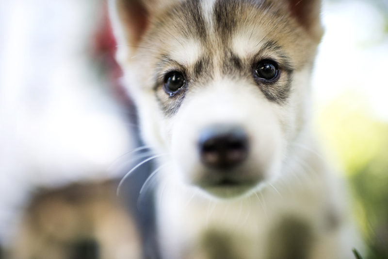 Northeastern University students use cute dogs to evaluate democratic ...