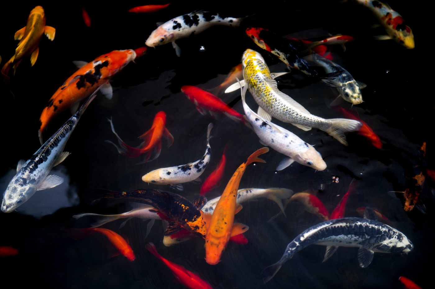 Don't play koi with me - Northeastern Global News