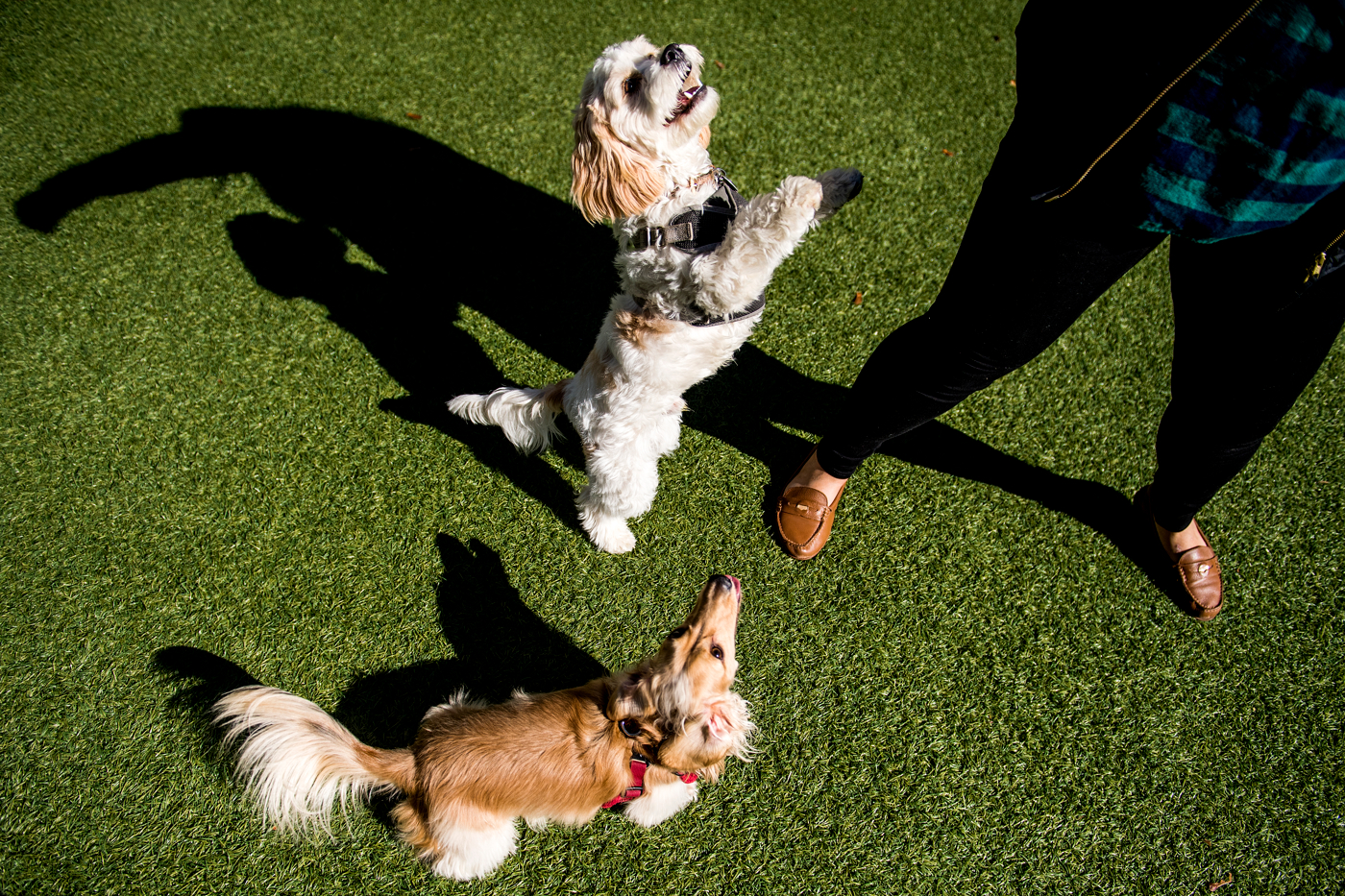 Dog play - Northeastern Global News