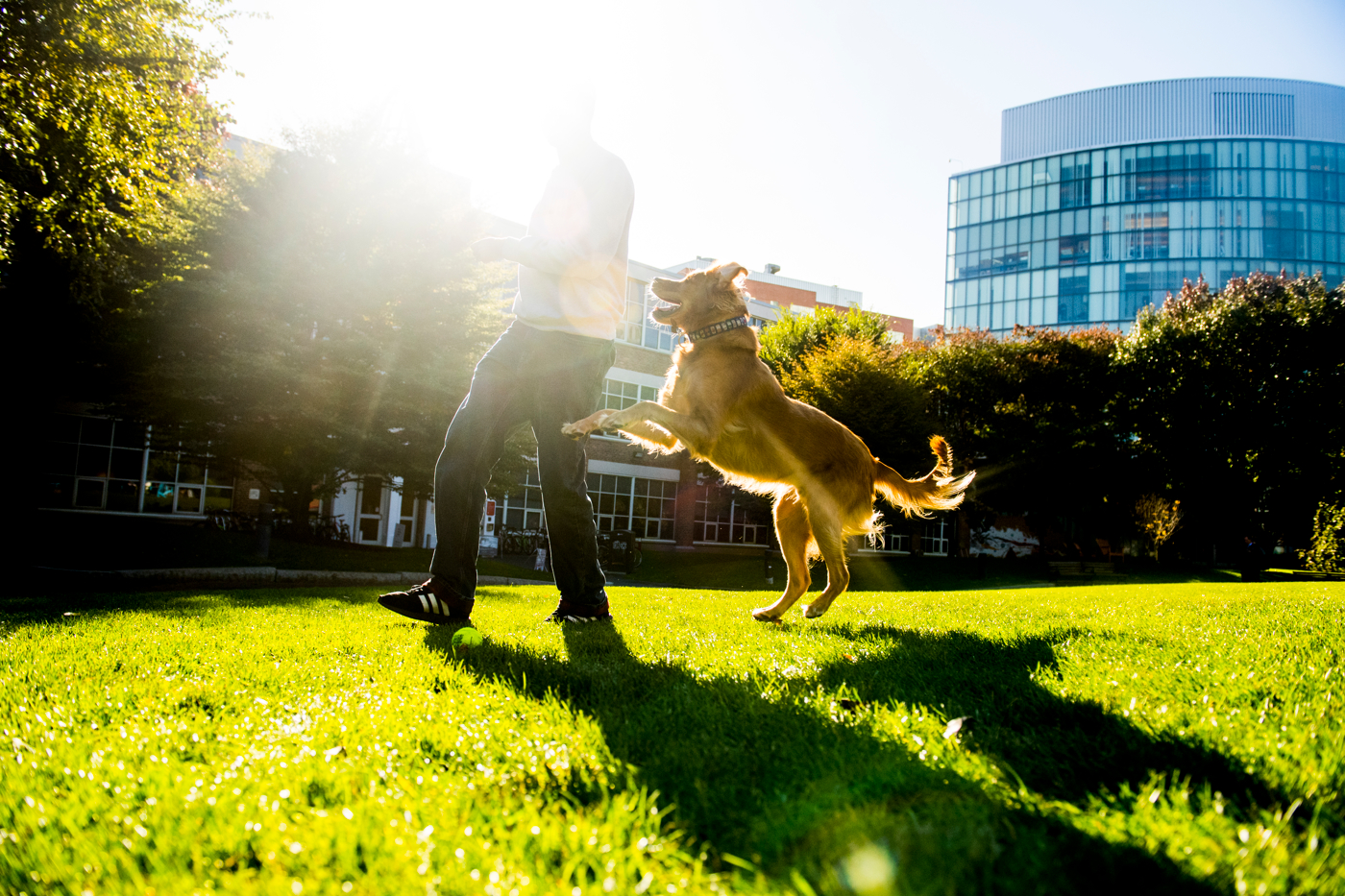Puppy time - Northeastern Global News