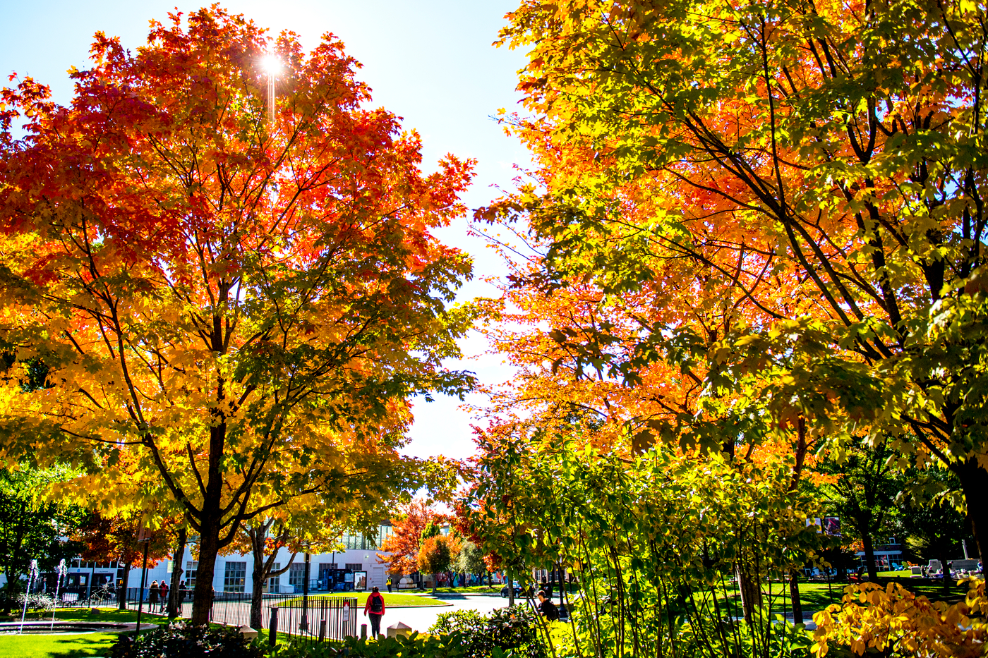 🍂 🍁🍂 🍁🍂 🍁 - Northeastern Global News