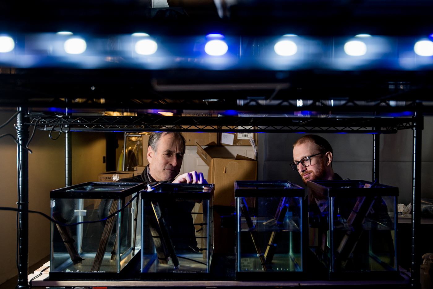 Researchers Observe the Bizarre Sexual Behavior of Shipworms