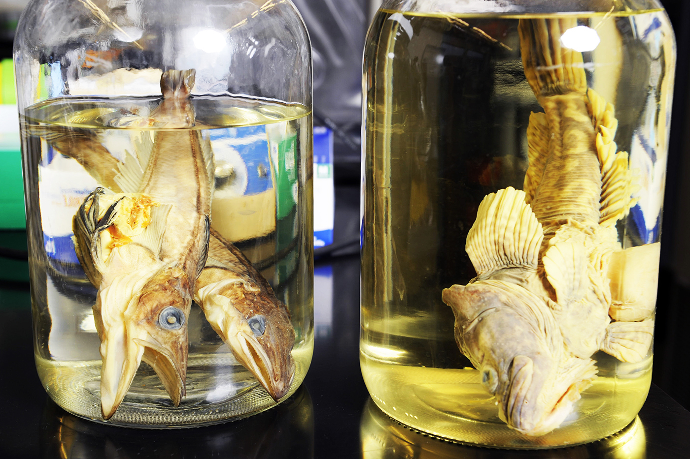 Icefish Have Antifreeze in Their Blood, Anemia, and Osteoporosis