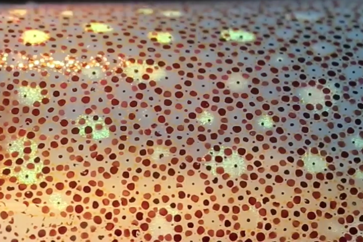 The Secret Behind a Squid's Ability to Change Colors