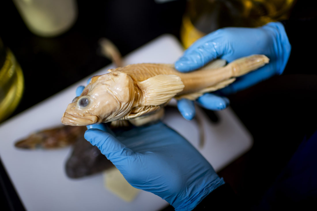 When the climate changed, these fish were ready - News @ Northeastern ...