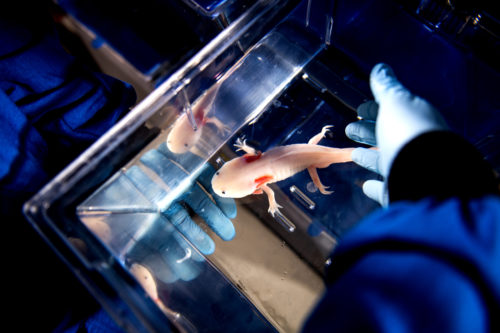 Regeneration: What the Axolotl Can Teach Us About Regrowing Human Limbs ...
