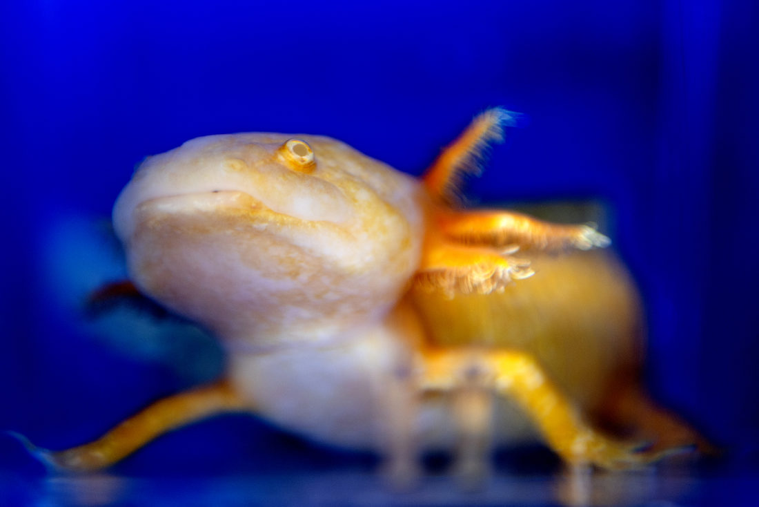 Regeneration: What the Axolotl Can Teach Us About Regrowing Human Limbs ...