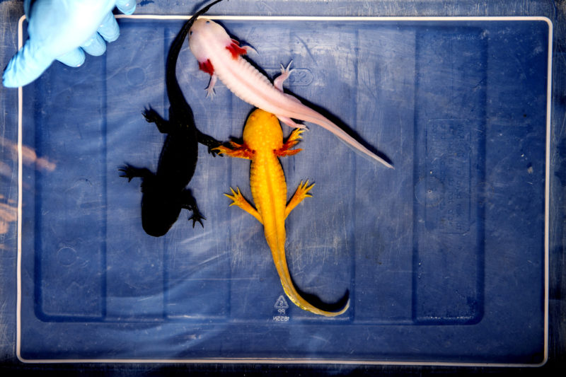 This salamander can regenerate limbs like Deadpool. Can it teach us to ...