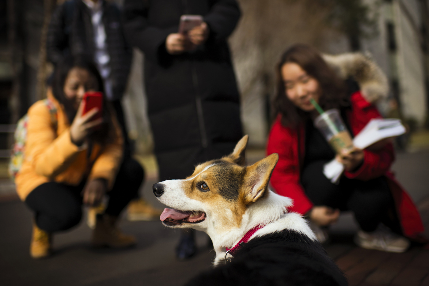 In honor of National Dog Day, we’re showing off the most charismatic ...