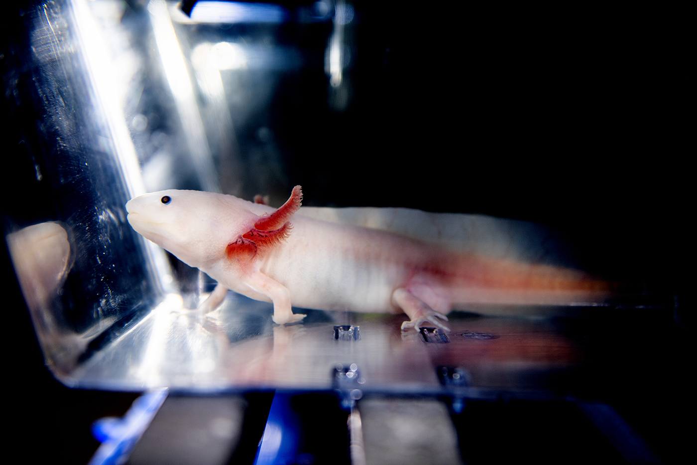Meet the Axolotl: A Cannibalistic Salamander That Regenerates Its Limbs