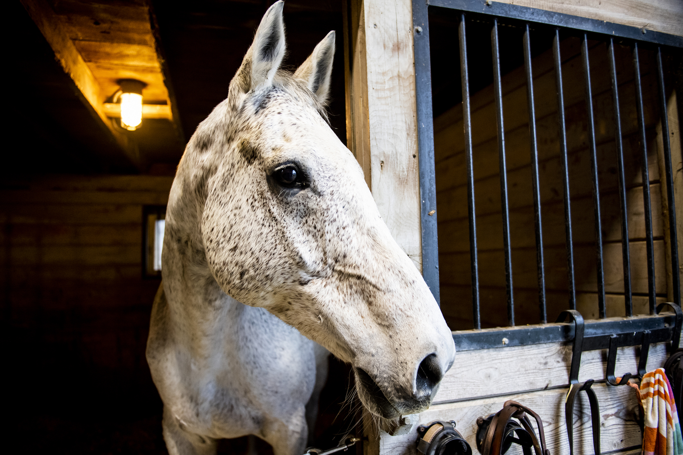 Saddle Up and Ride With the Northeastern University Equestrian Team