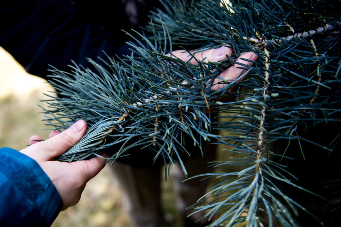 Here’s a hot take on cold trees: Winter’s a great time to tour ...