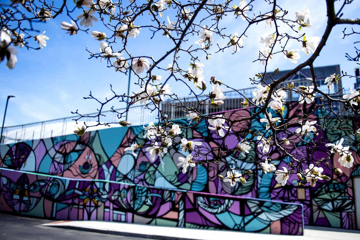 Campus in bloom - Northeastern Global News