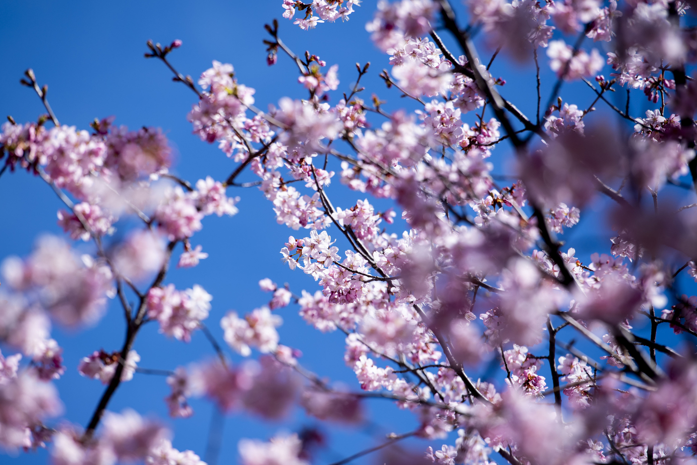 Shades of pink - Northeastern Global News