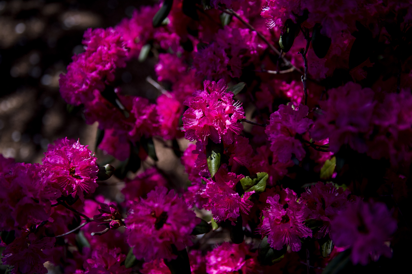 Landmark rhododendron - Northeastern Global News