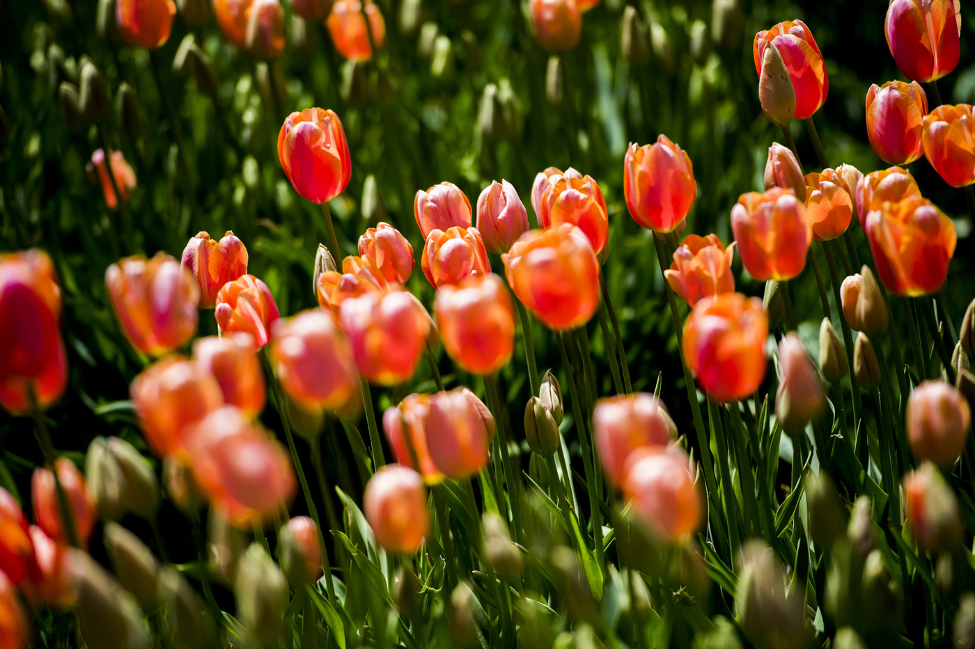 Tulip time - Northeastern Global News