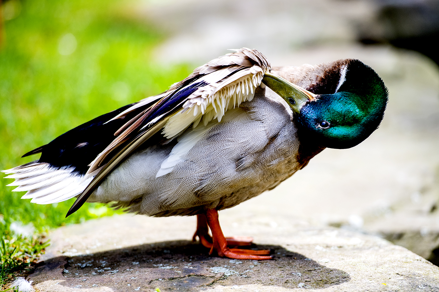 Ducktales - Northeastern Global News