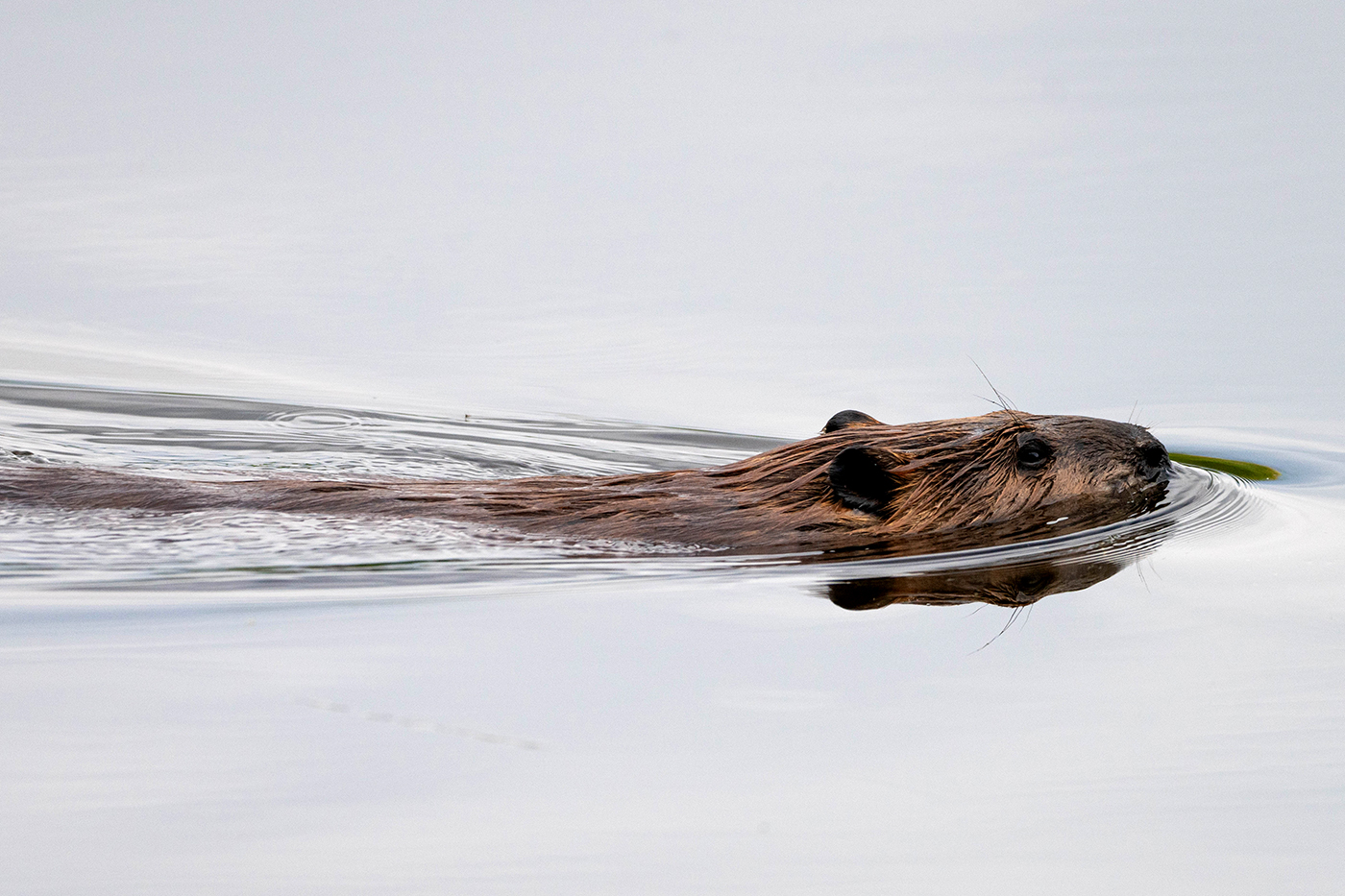 Beavers are the unsung heroes of wildfire protection efforts ...