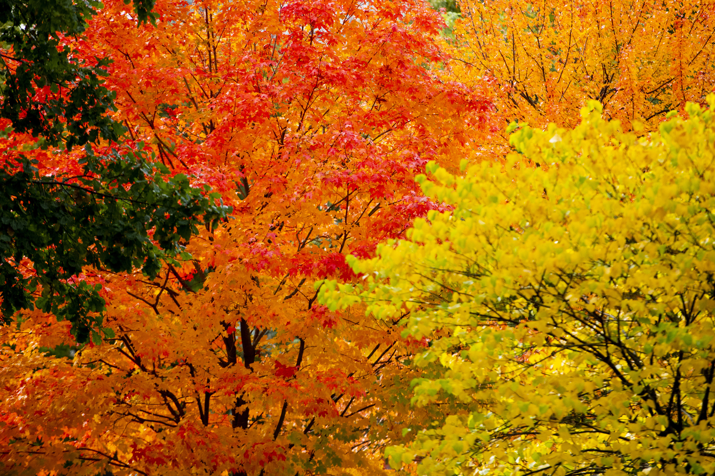October 2020 in photos - Northeastern Global News