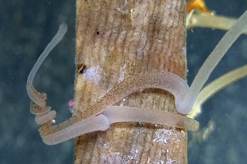 Researchers observe the bizarre sexual behavior of shipworms for the ...