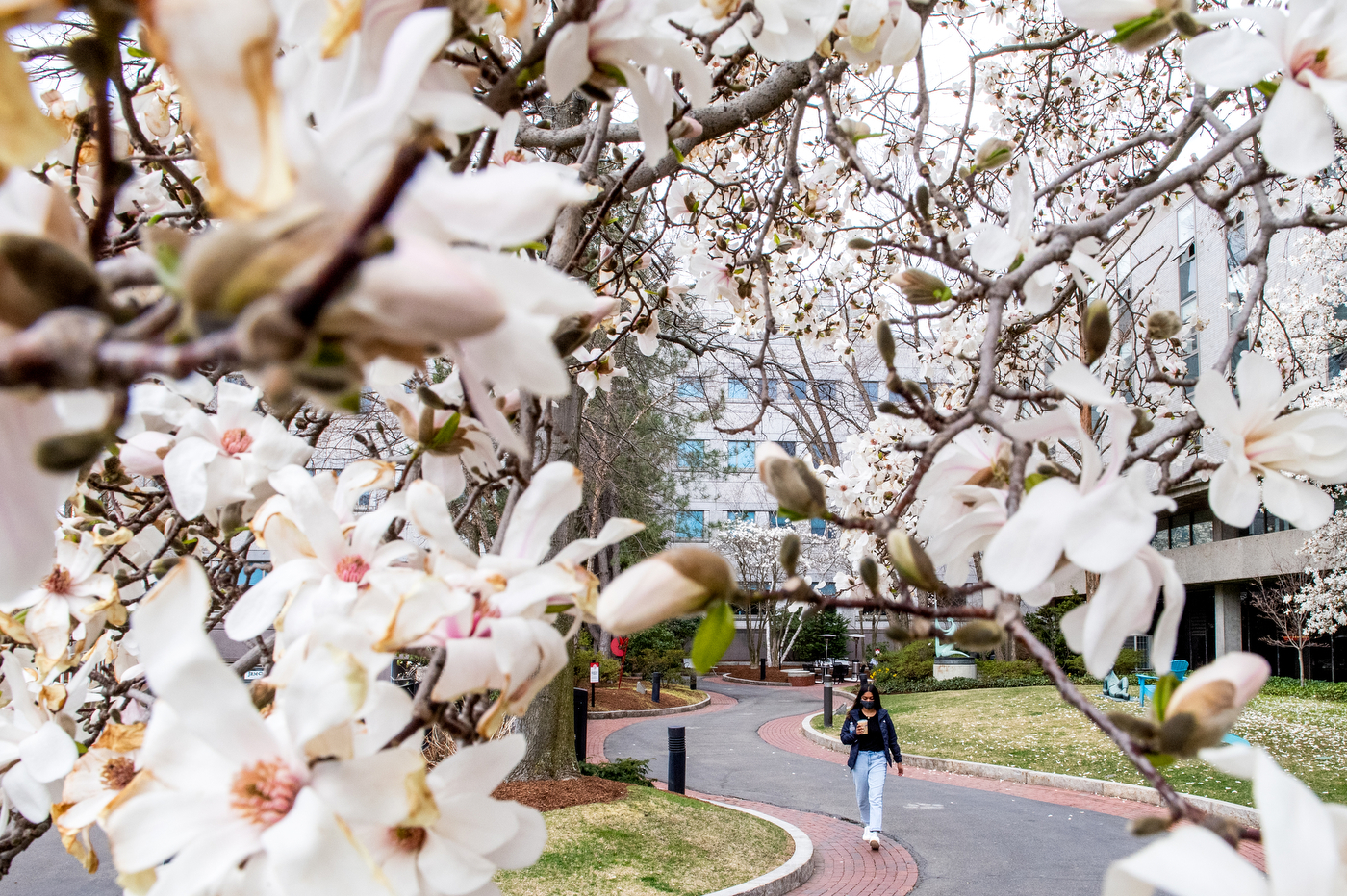 Flower walk - Northeastern Global News