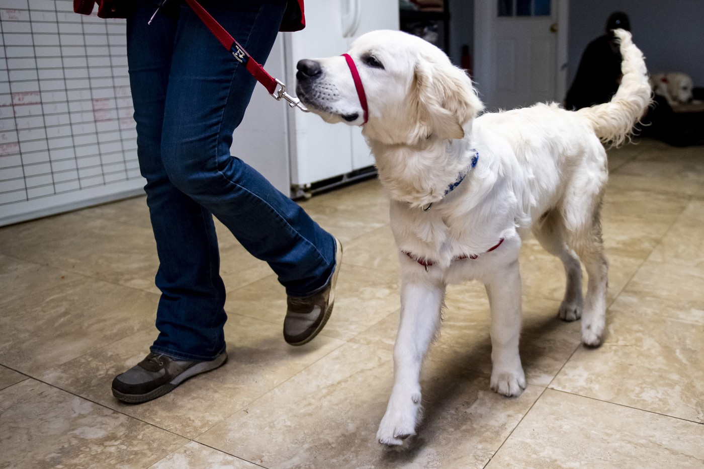 Help us name the new Boston campus comfort puppy - Northeastern Global News
