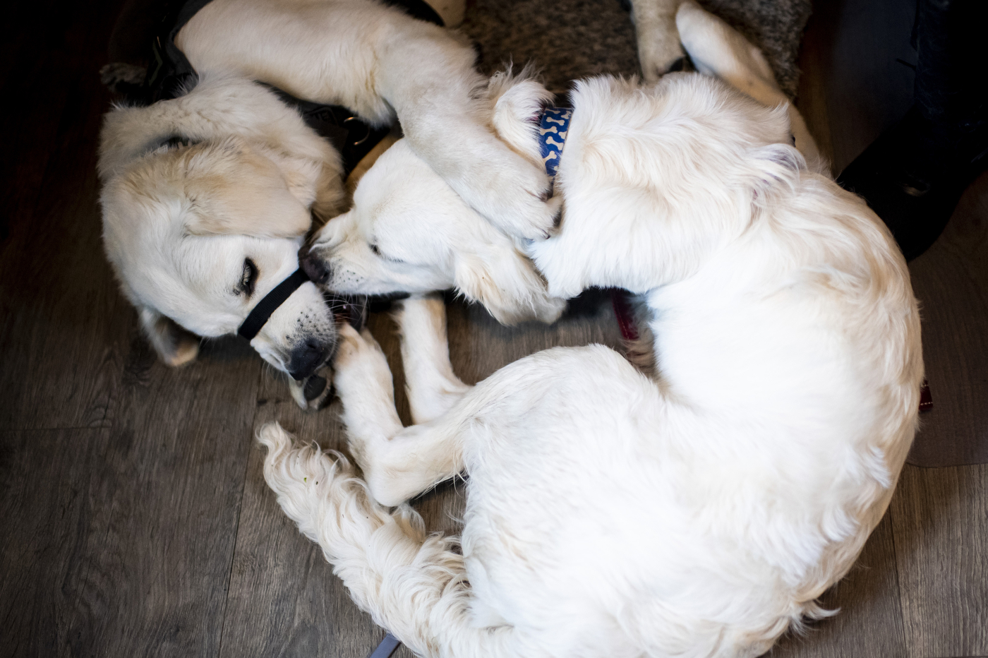 Help us name the new Boston campus comfort puppy - Northeastern Global News