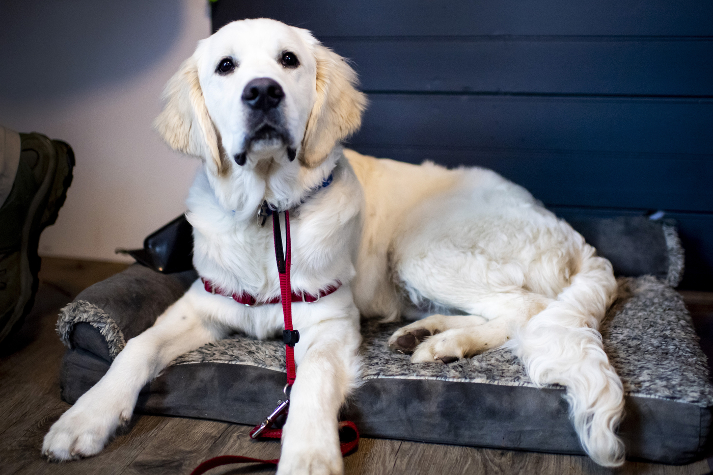 Help us name the new Boston campus comfort puppy - Northeastern Global News