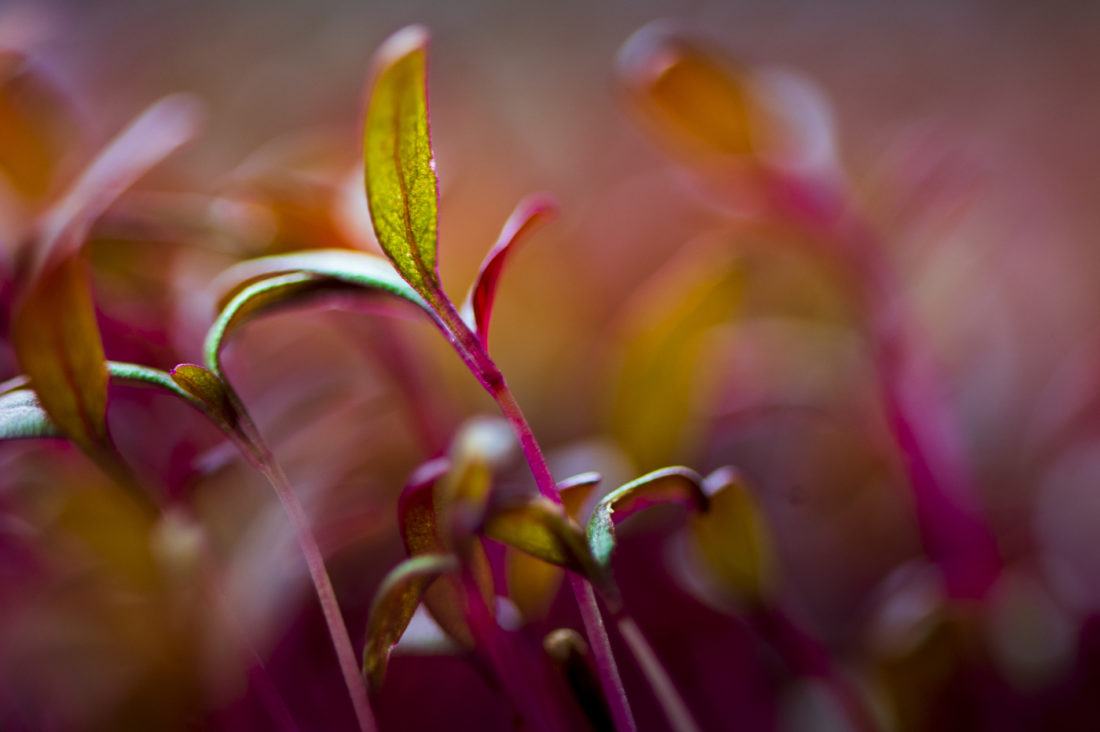 A sprouting subscription service kept this microgreens farmer growing ...