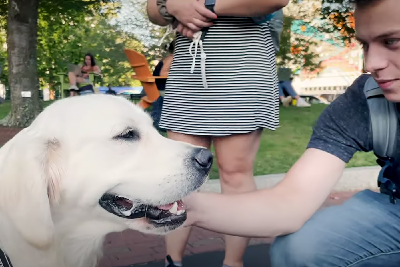 Meet The Community Resource Dog Northeastern’s Been Waiting For