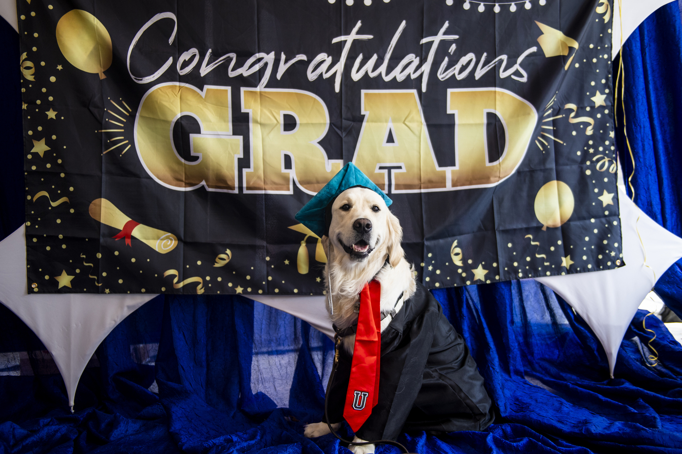 Congrats Grad - Northeastern Global News