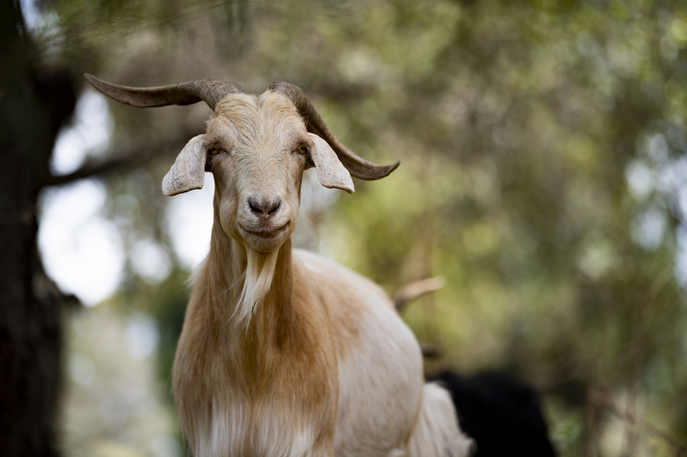 Hundreds of Goats are ‘Matriculating’ on Northeastern's Oakland Campus