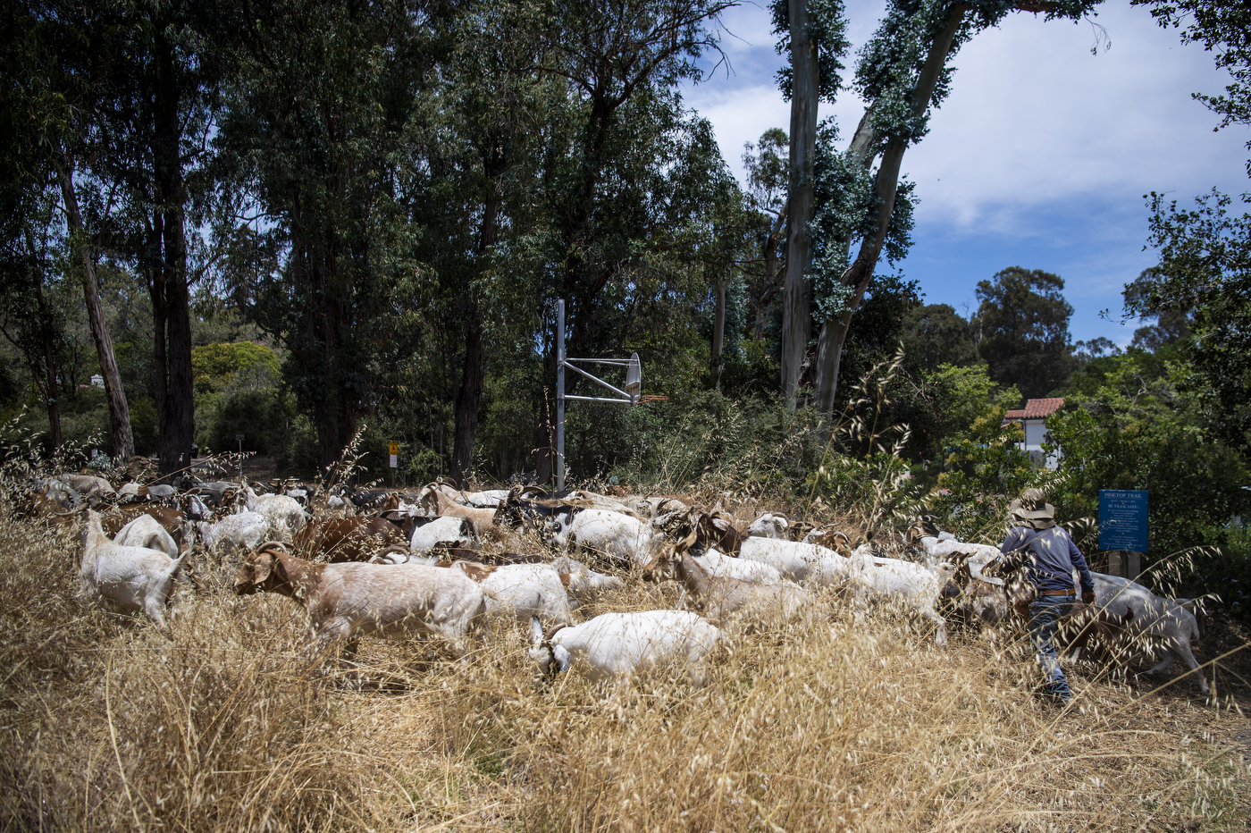 Hundreds of Goats are ‘Matriculating’ on Northeastern's Oakland Campus
