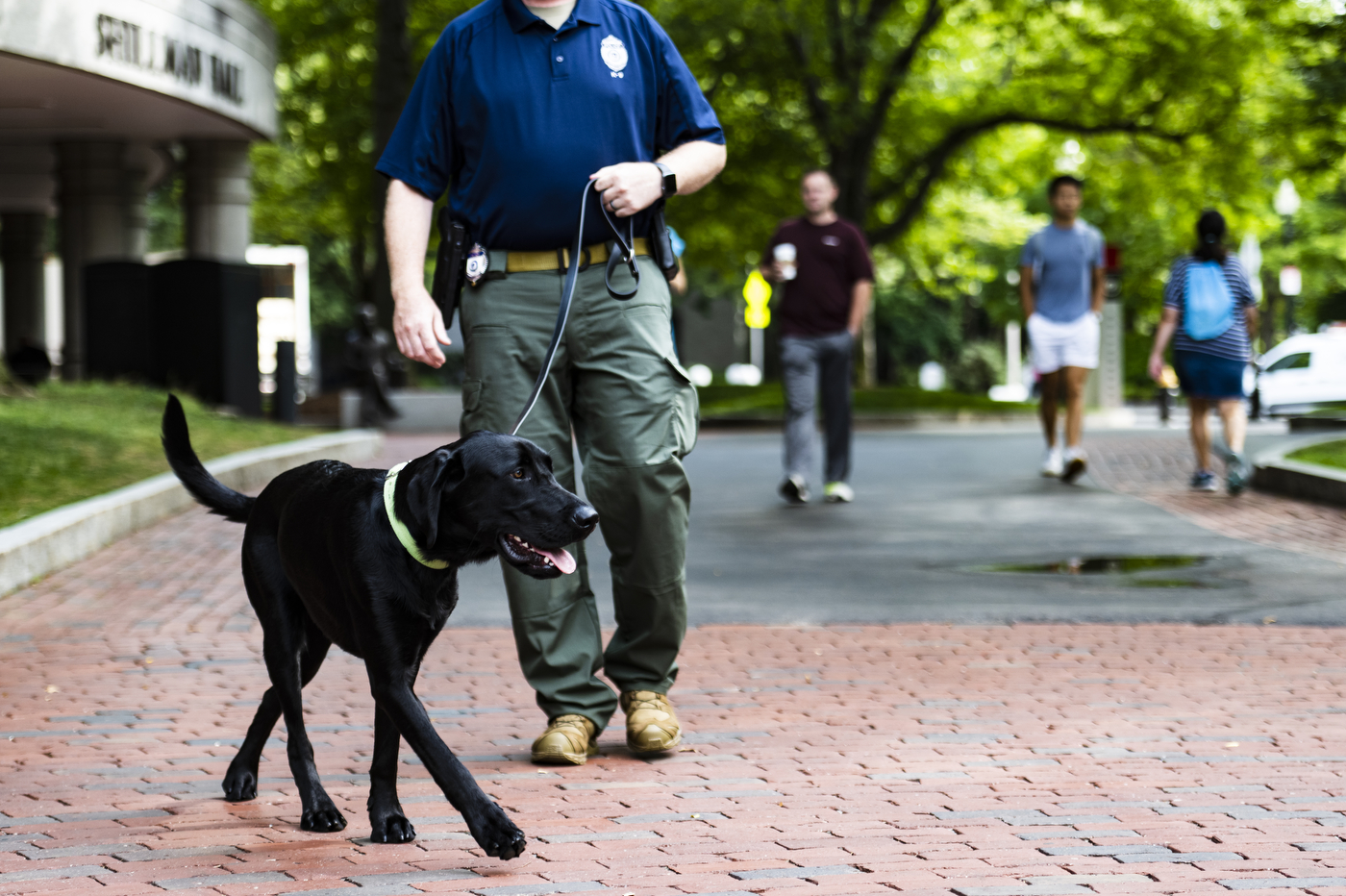 Meet Sarge, Northeastern's Newest Community Dog