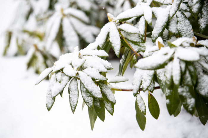 The first snow of the semester in photos - News @ Northeastern - News ...